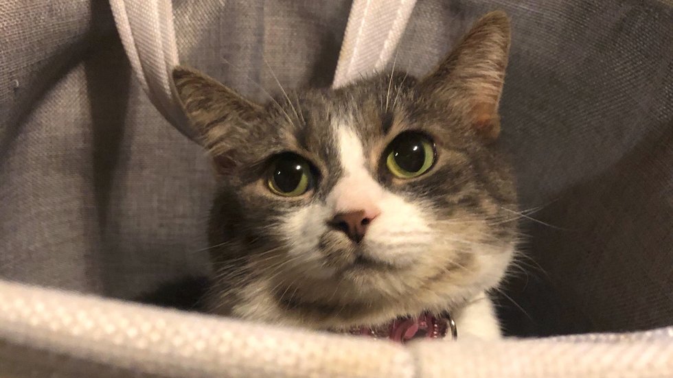 Meet Poki, My Silly Striped Cat | The Odyssey Online