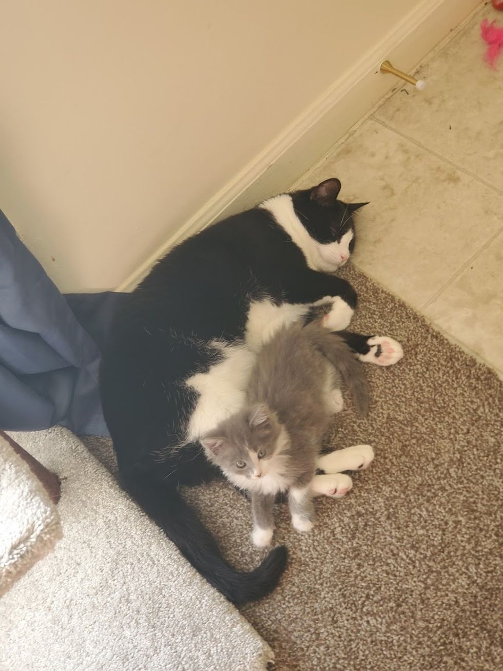 Meet My Cats: Neville & Link, Who Live In Columbus, Ohio | The Odyssey ...