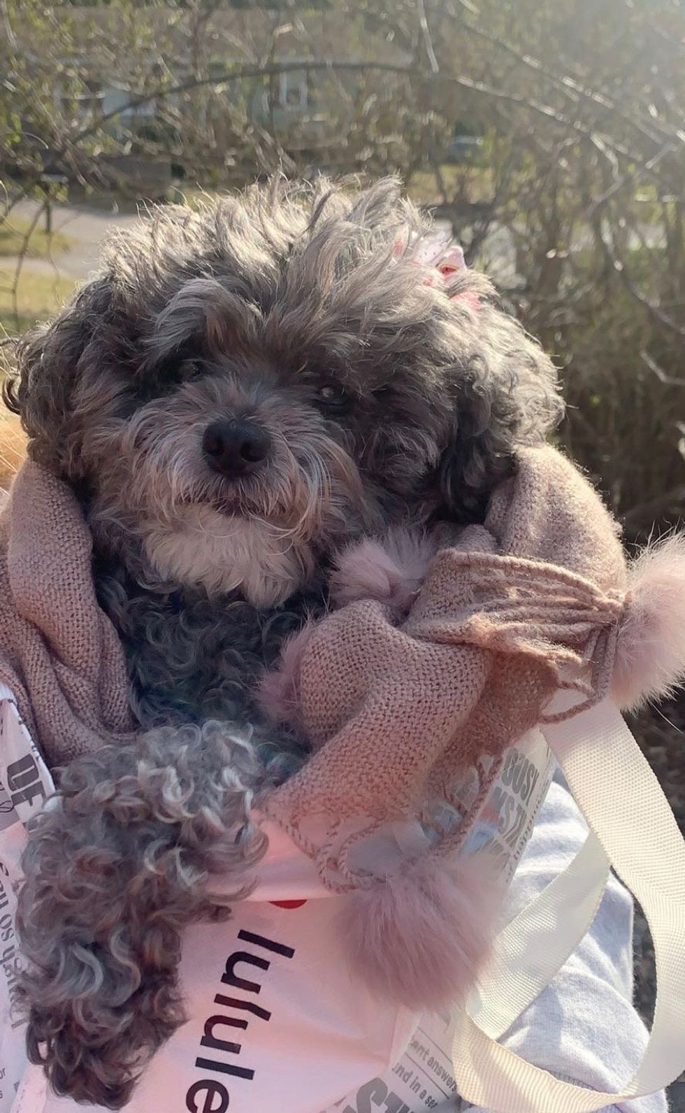 Meet My Poodle: Bella Who Lives In Rhode Island | The Odyssey Online