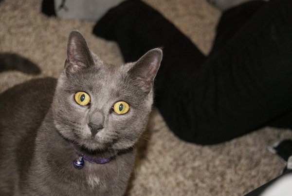 Meet My Cat, Neville, Who Lives In Pennsylvania