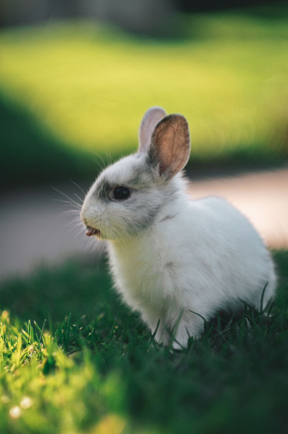 7. Bunnies! | The Odyssey Online