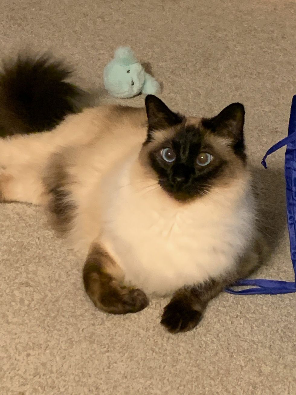 Meet My Cat, Neville, Who Lives In Pennsylvania | The Odyssey Online