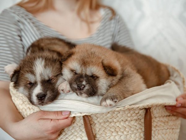Mi-Ki Dog Breed Info - All You Need To Know