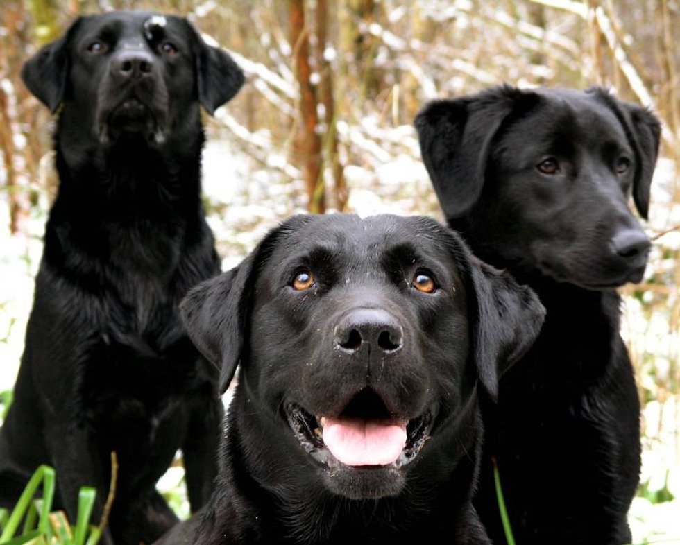 10 Reasons Labrador Retrievers Are The Best Dogs On Earth | The Odyssey ...