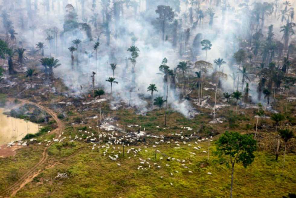 How Animal Agriculture Is Warming The Planet | The Odyssey Online
