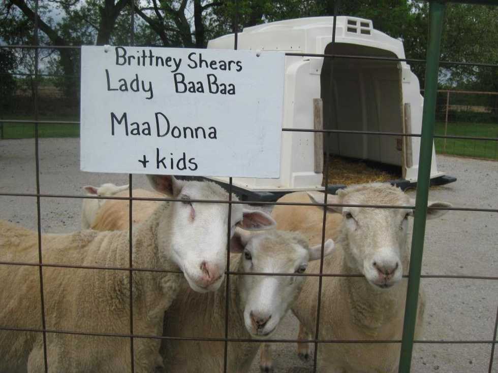 How To Survive Your Summer As A Petting Farm Tour Guide | The Odyssey ...