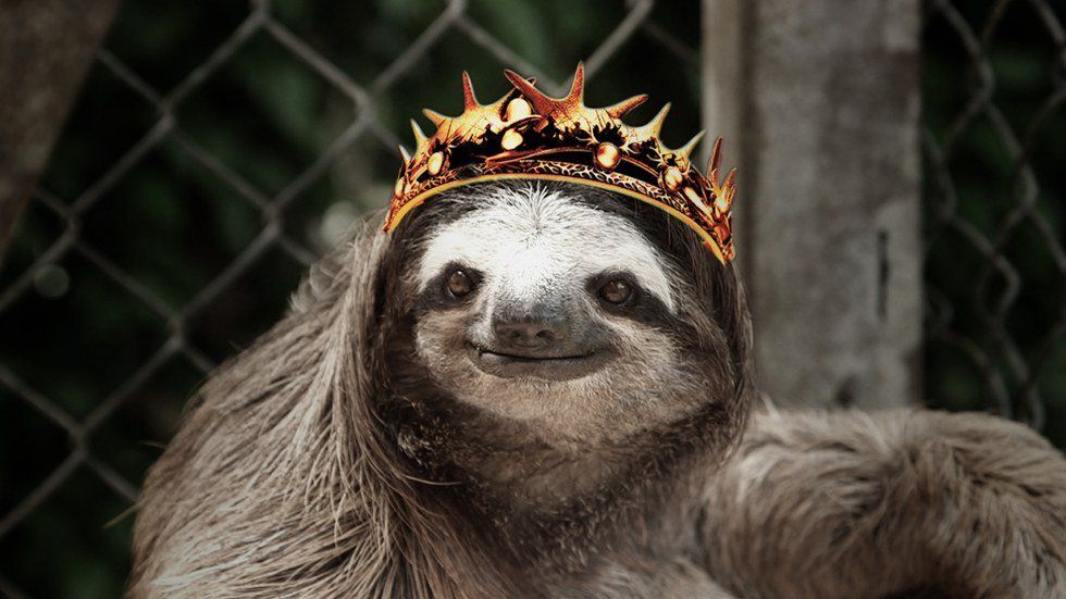 The Best Sloth Memes | The Odyssey Online