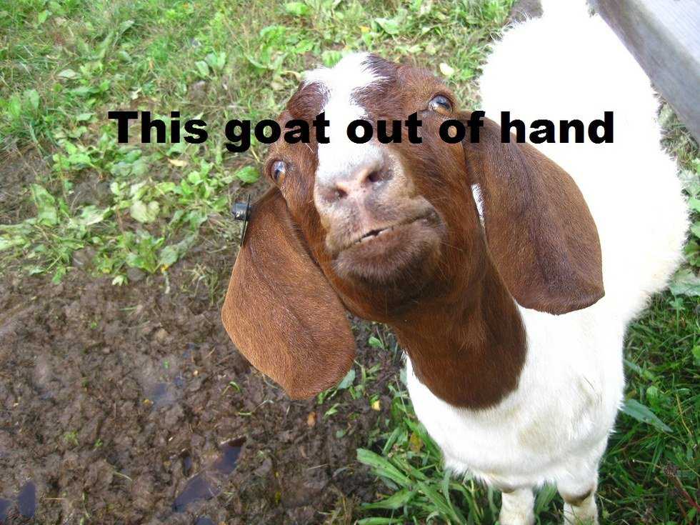 Let's Talk About the Radford University Goat | The Odyssey Online