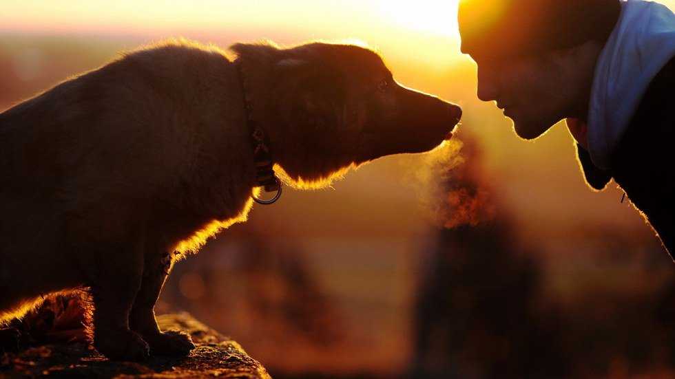 10 Reasons Why Everyone Should Have A Dog | The Odyssey Online