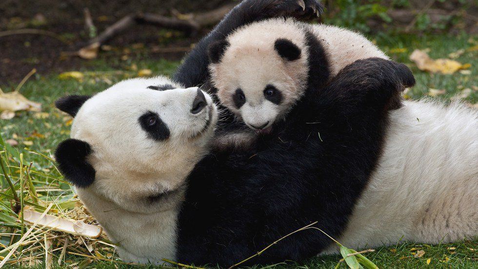 Top 10 Things About Pandas That Should Be Facts | The Odyssey Online