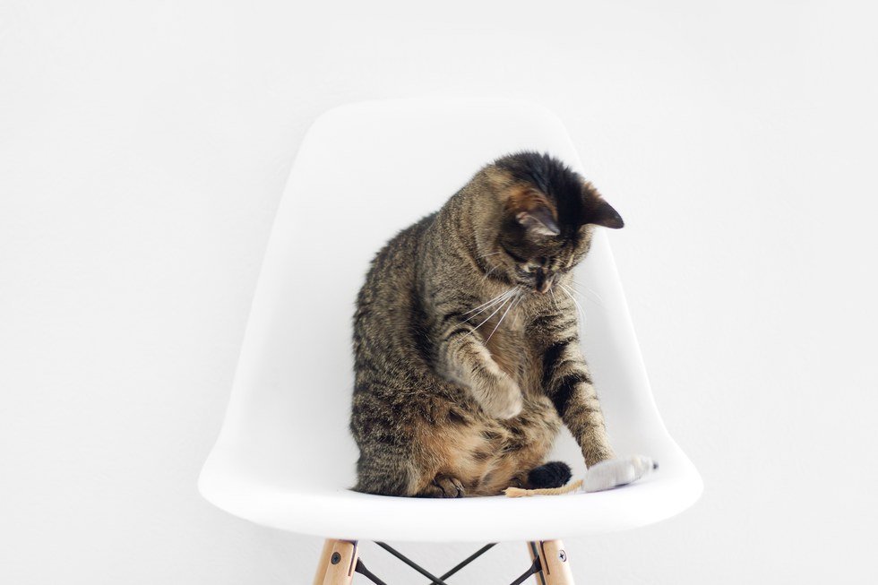 11 Things That Have Changed Since I Adopted A Cat | The Odyssey Online