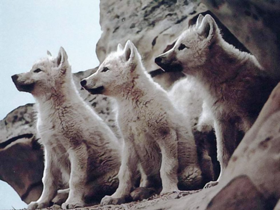 Review of St Lucy's Home For Girls Raised By Wolves | The Odyssey Online