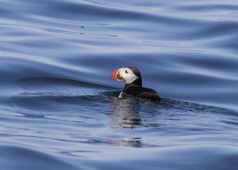 U.S. Marine Monument Is The First Of Its Kind | The Odyssey Online