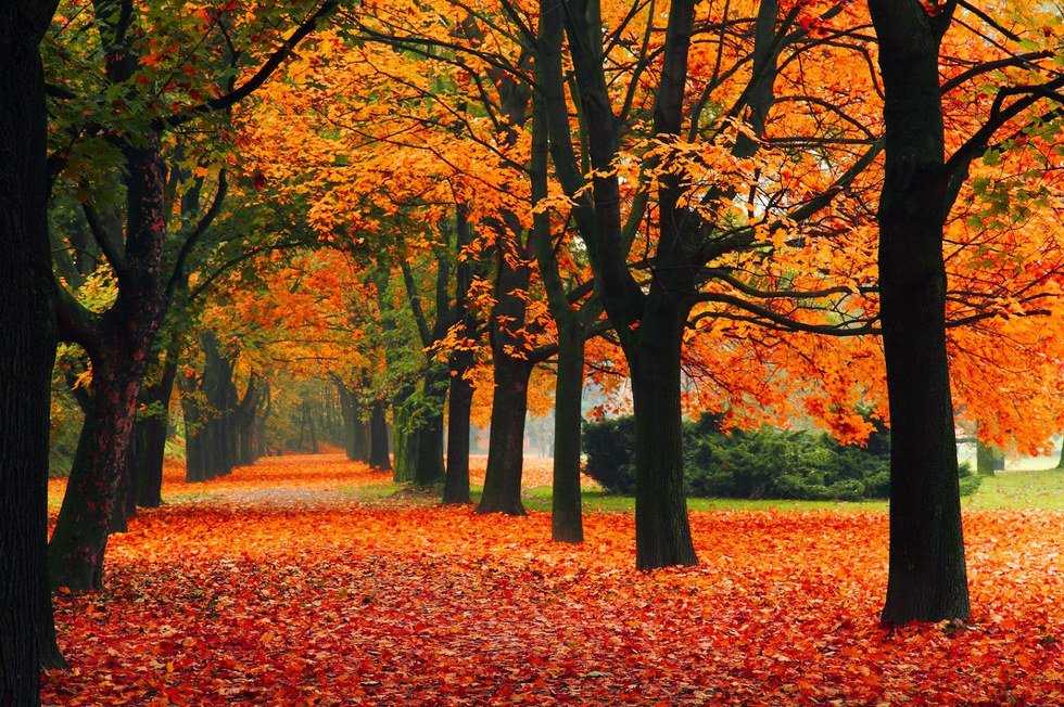 The Best Things About The Fall Season | The Odyssey Online
