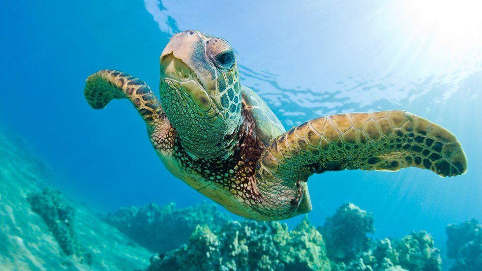 Sea Turtle Freak | The Odyssey Online