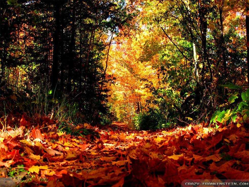 10 Reasons To Be Excited For Fall | The Odyssey Online
