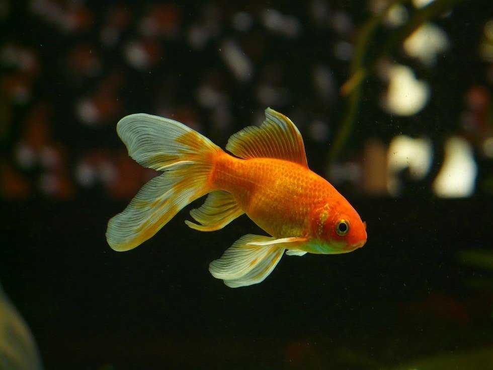 6 Reasons To Have a Fish In Your Dorm Room | The Odyssey Online