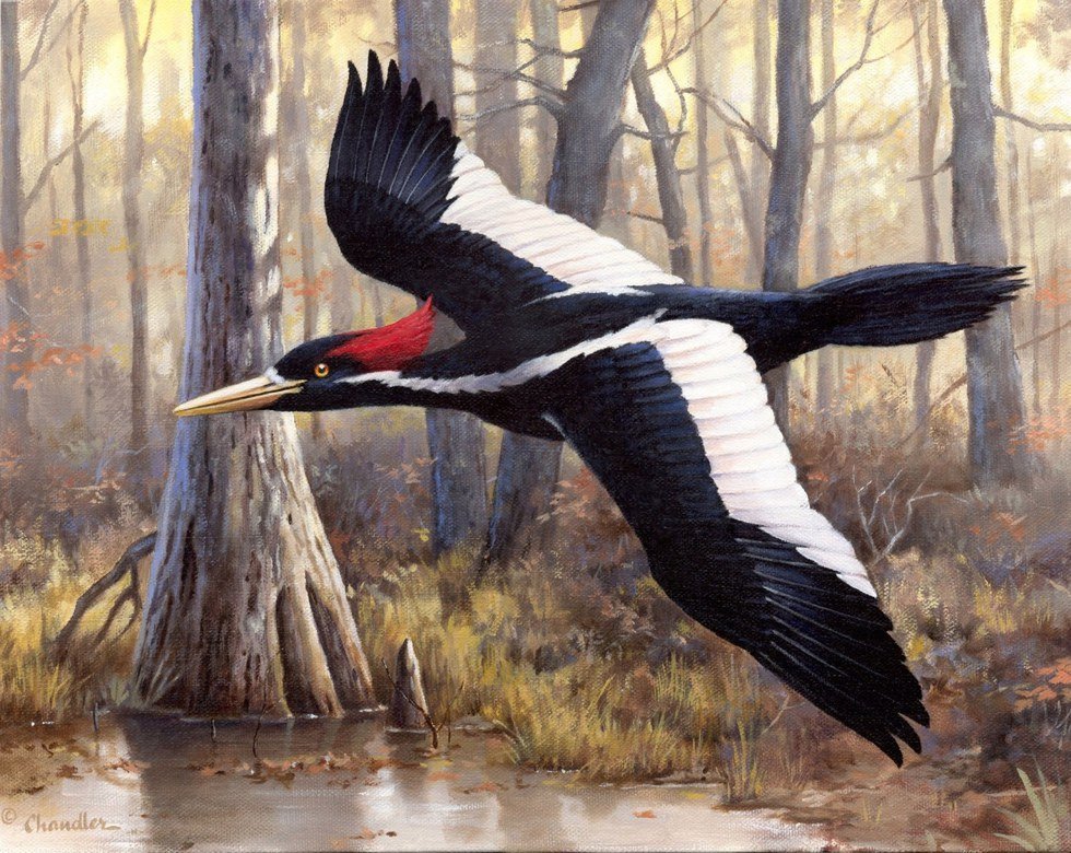 12 No Longer Extinct Animals | The Odyssey Online