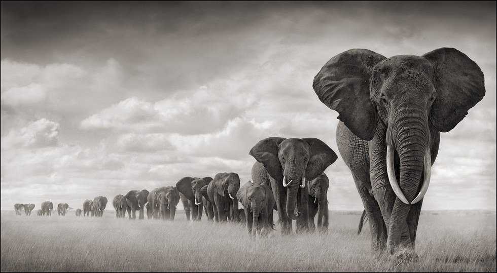 Why The Elephants Need Our Help | The Odyssey Online