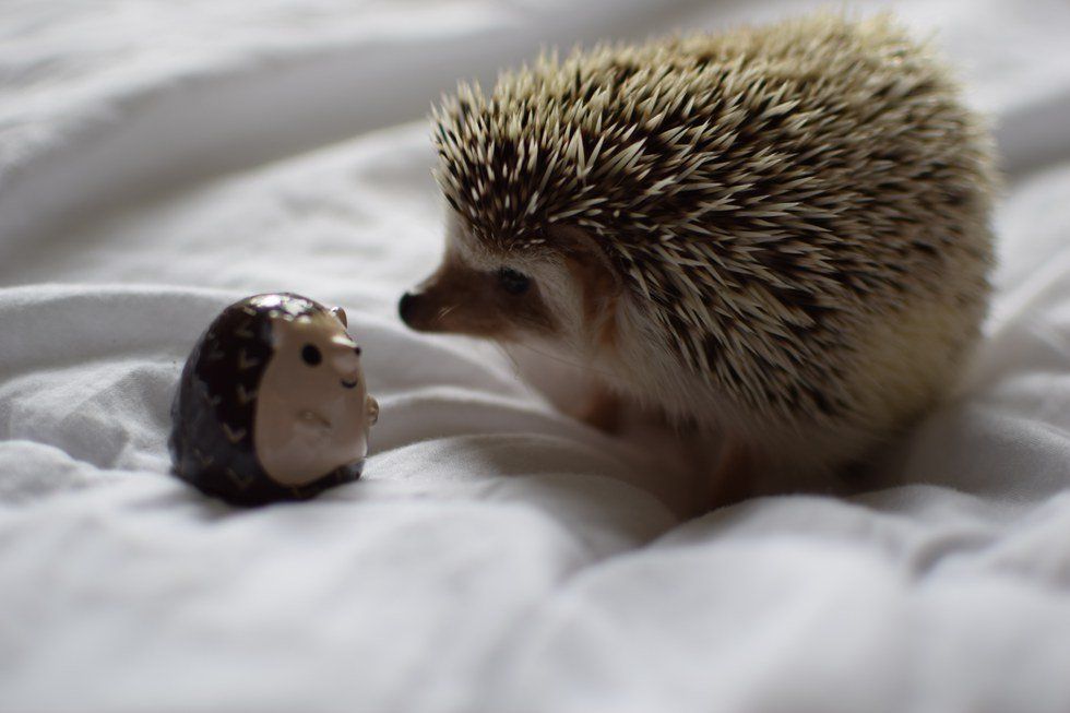 The Absolutely True Guide To Owning A Hedgehog | The Odyssey Online