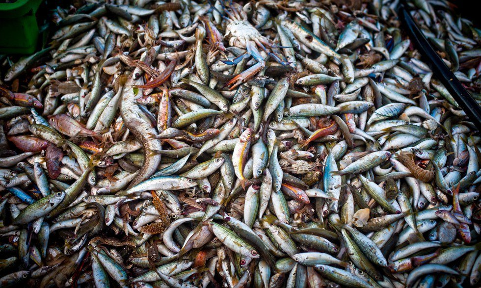 The Effects Of Overfishing: Say Goodbye To Fish And Hello To Empty ...