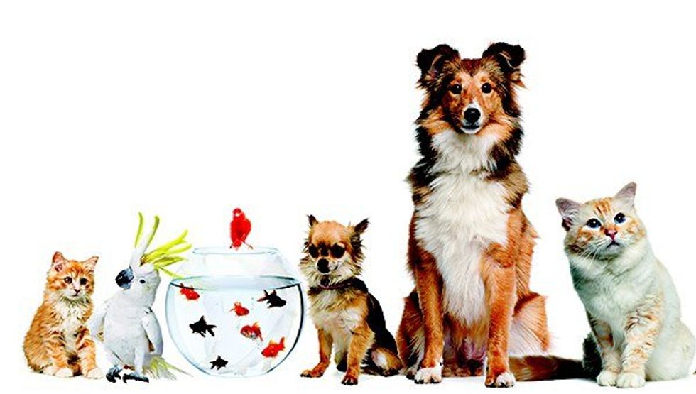 10 Reasons Why Colleges Should Allow Pets | The Odyssey Online