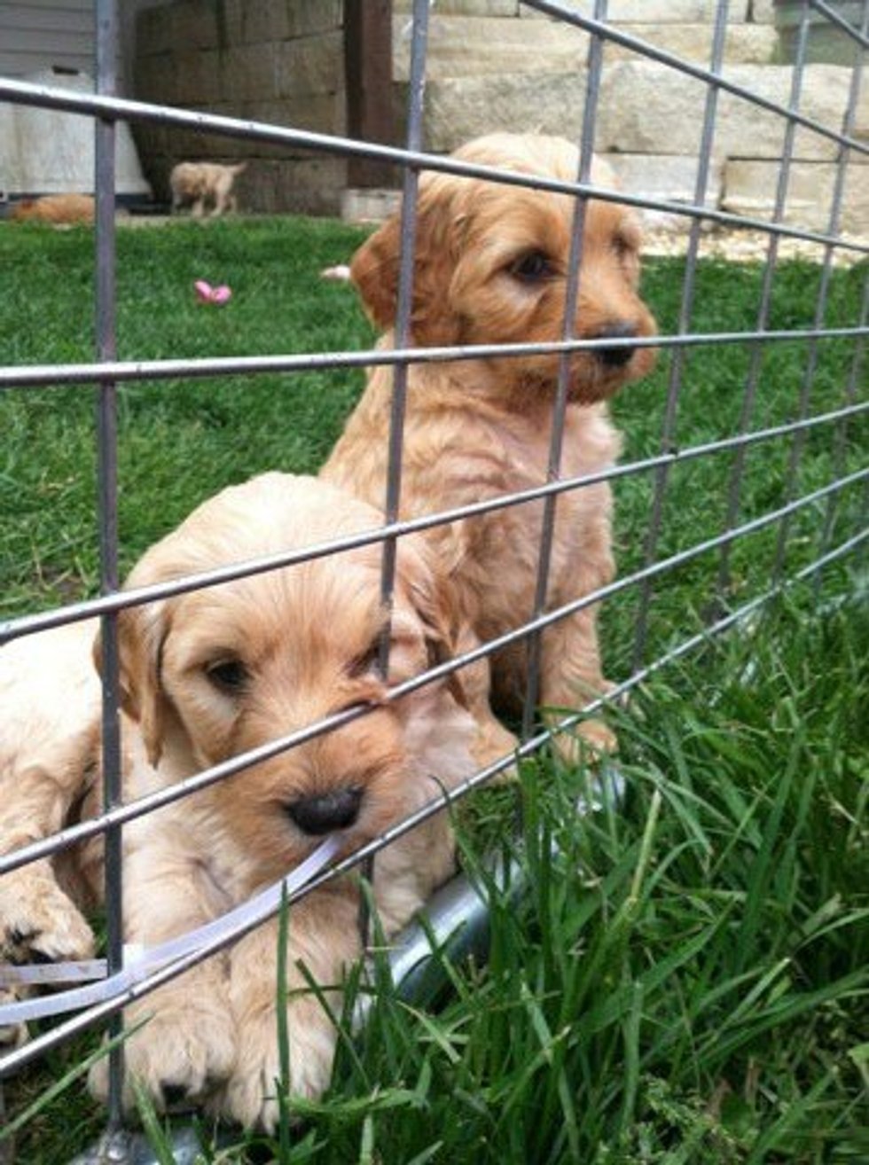 5 Steps To Picking The Perfect Puppy | The Odyssey Online
