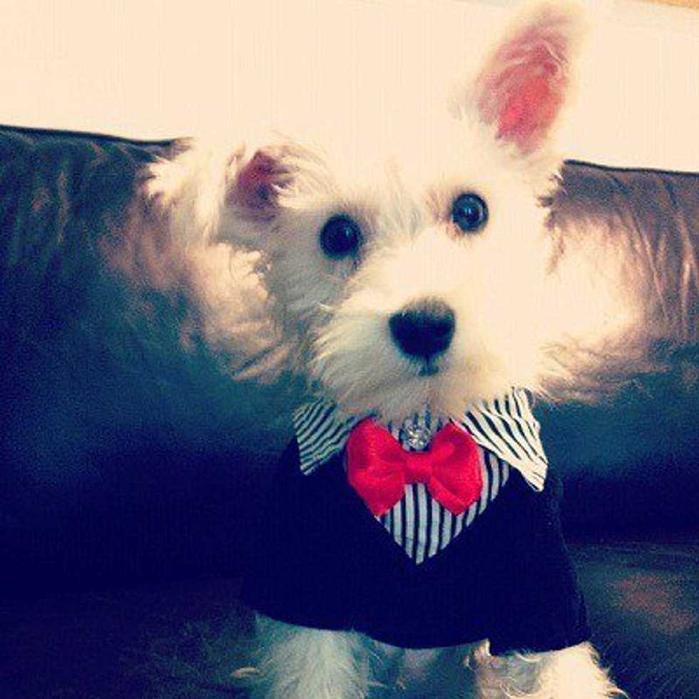 20 Signs That You Are "Adulting" | The Odyssey Online