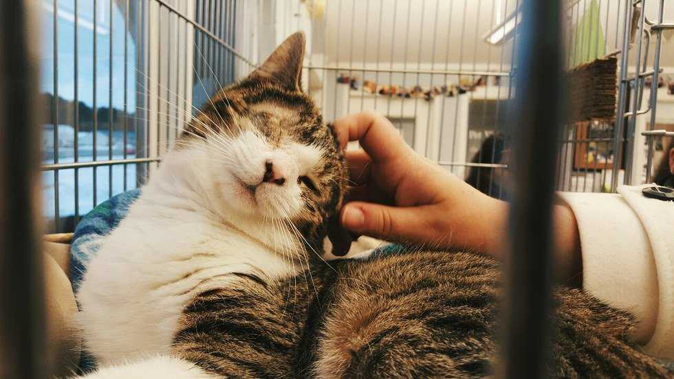 So You're Thinking Of Adopting: The Responsibilities Of A Dorm Animal ...