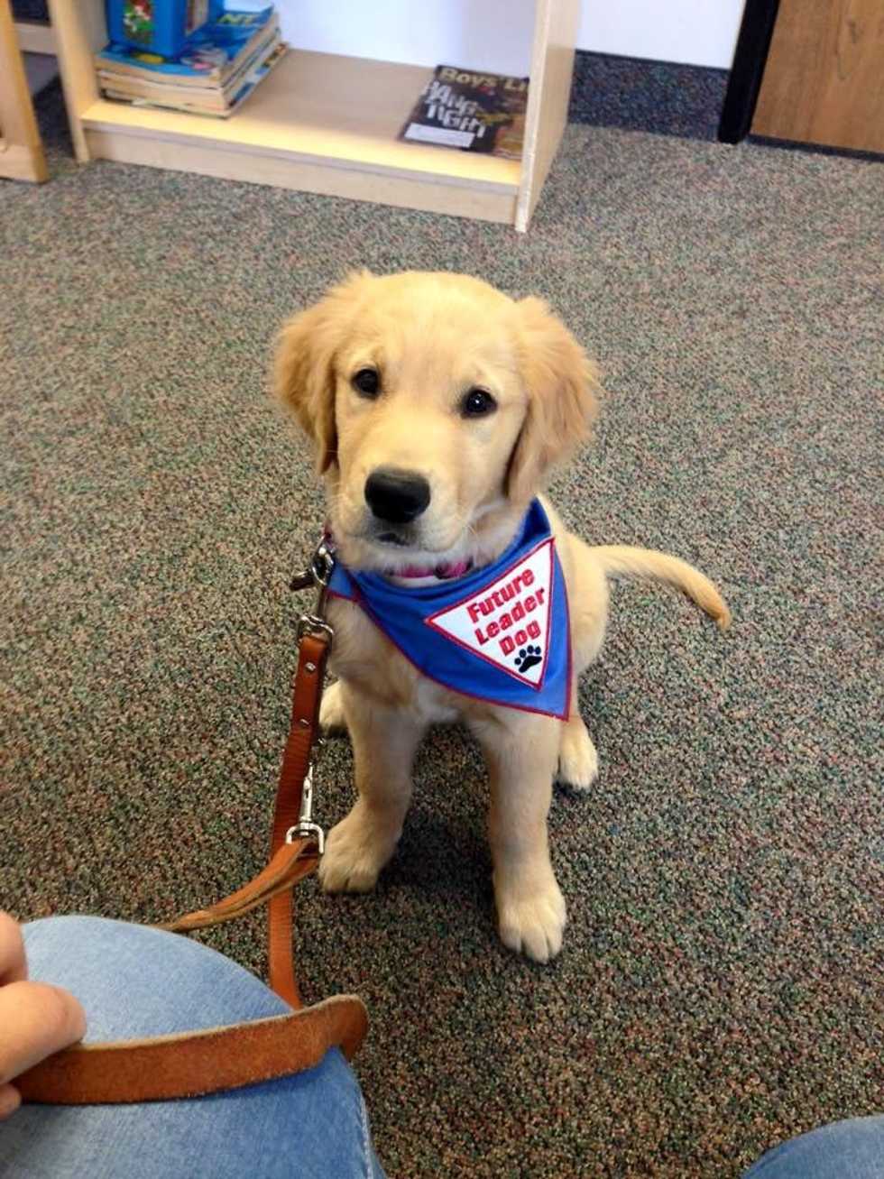 What It Is Like Raising A Leader Dog Puppy | The Odyssey Online