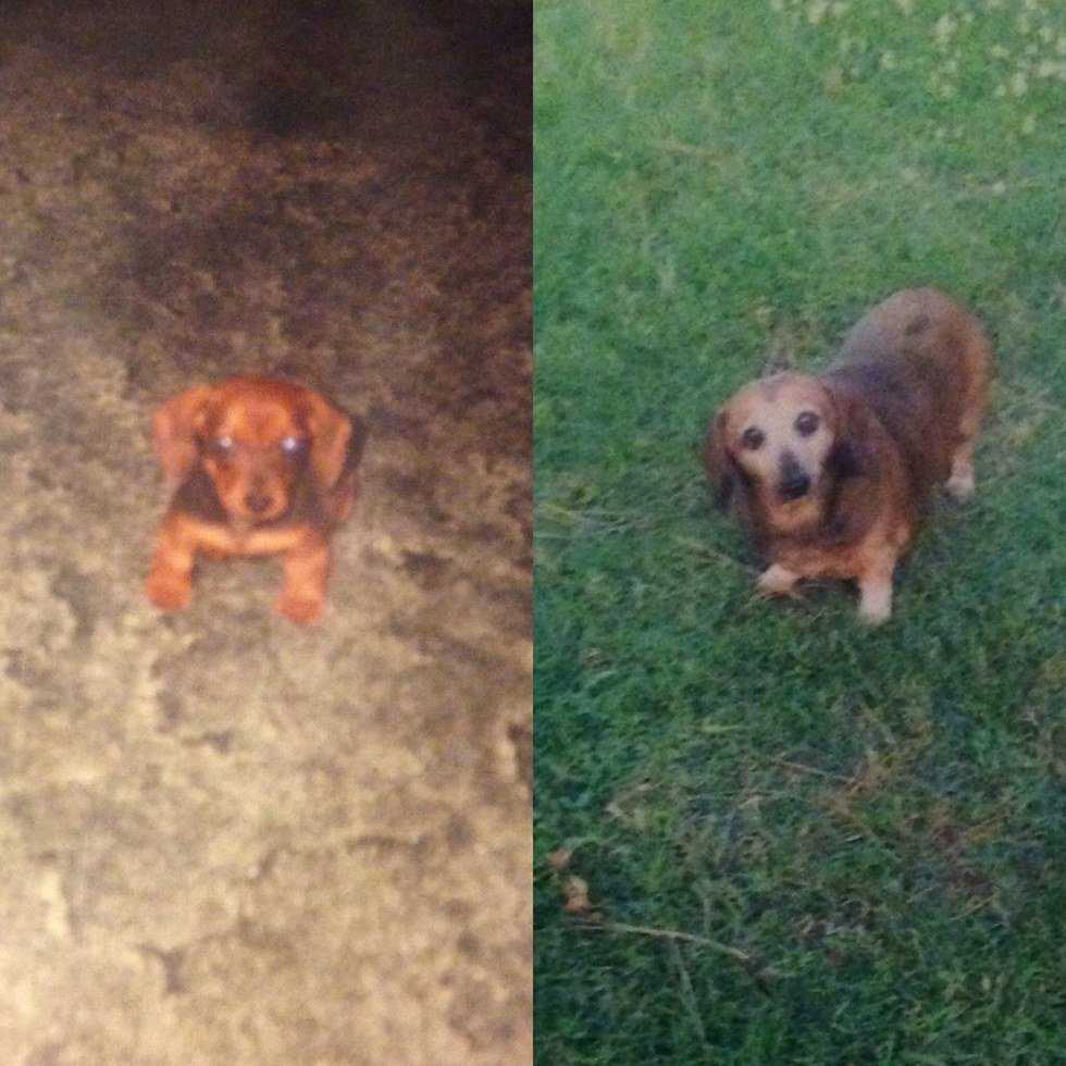 To My Best (4-Legged) Friend | The Odyssey Online