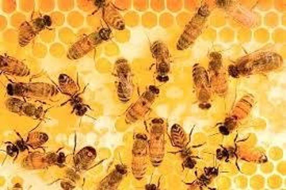 What You Need To Know About The Bee Problem | The Odyssey Online