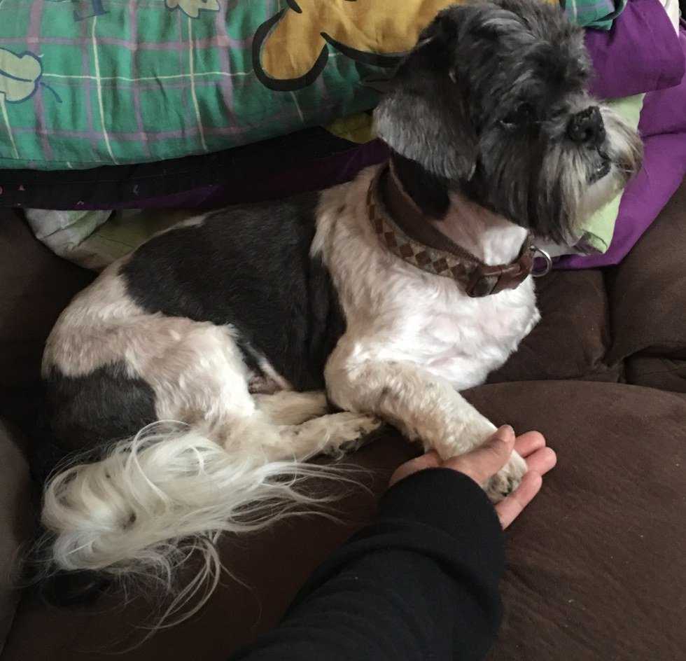 5 Reasons Why We Don't Deserve Dogs | The Odyssey Online