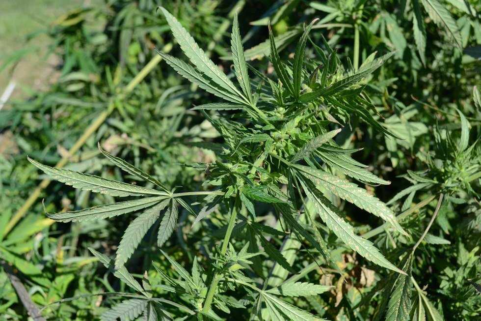It's Time To Rethink Weed | The Odyssey Online