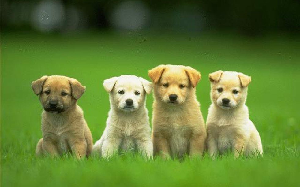 5 Things That Happen When People Find Out You Don't Like Dogs | The ...