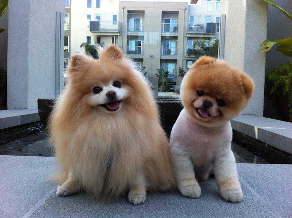 The 10 Best Dog GIFs Of The Past Year | The Odyssey Online