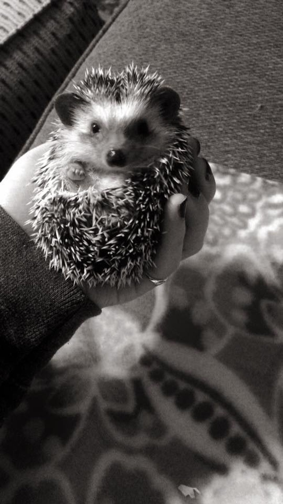 6 Things To Know Before Owning A Hedgehog | The Odyssey Online