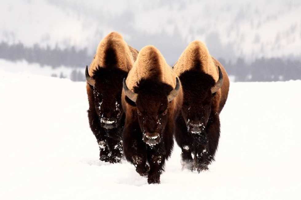 The Disease That's Killing Yellowstone | The Odyssey Online