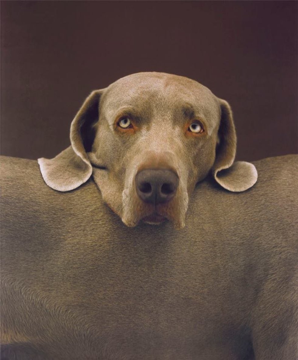 Truths That Every Dog Maniac Will Understand | The Odyssey Online