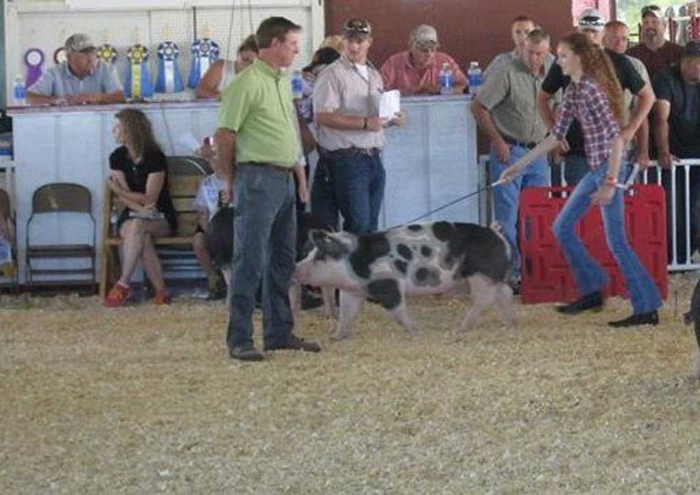 What It's Really Like To Show Animals | The Odyssey Online