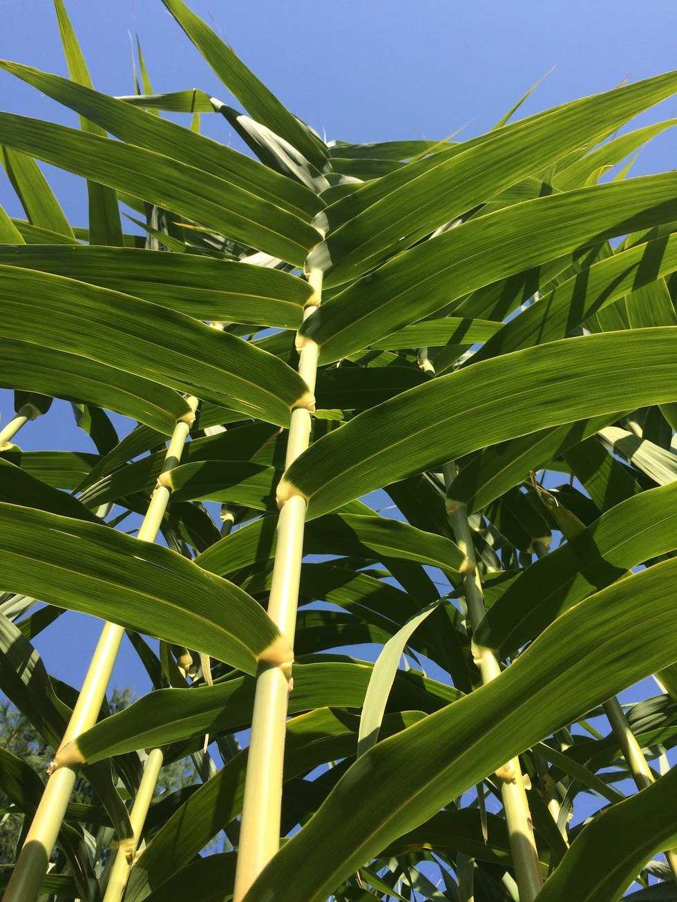 How To Grow Happiness That's 20 Feet Tall | The Odyssey Online