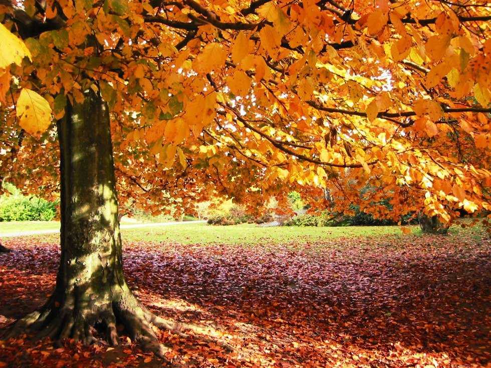 6 Stress Relieving Activities to Help You Relax This Fall | The Odyssey ...