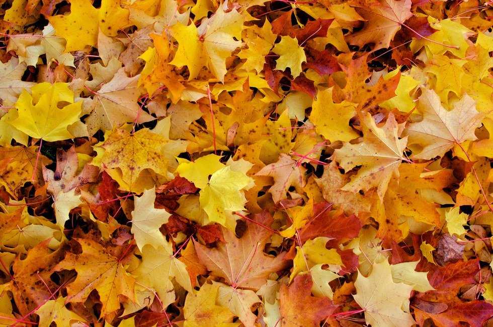 29 Reasons Fall is the Best Season | The Odyssey Online
