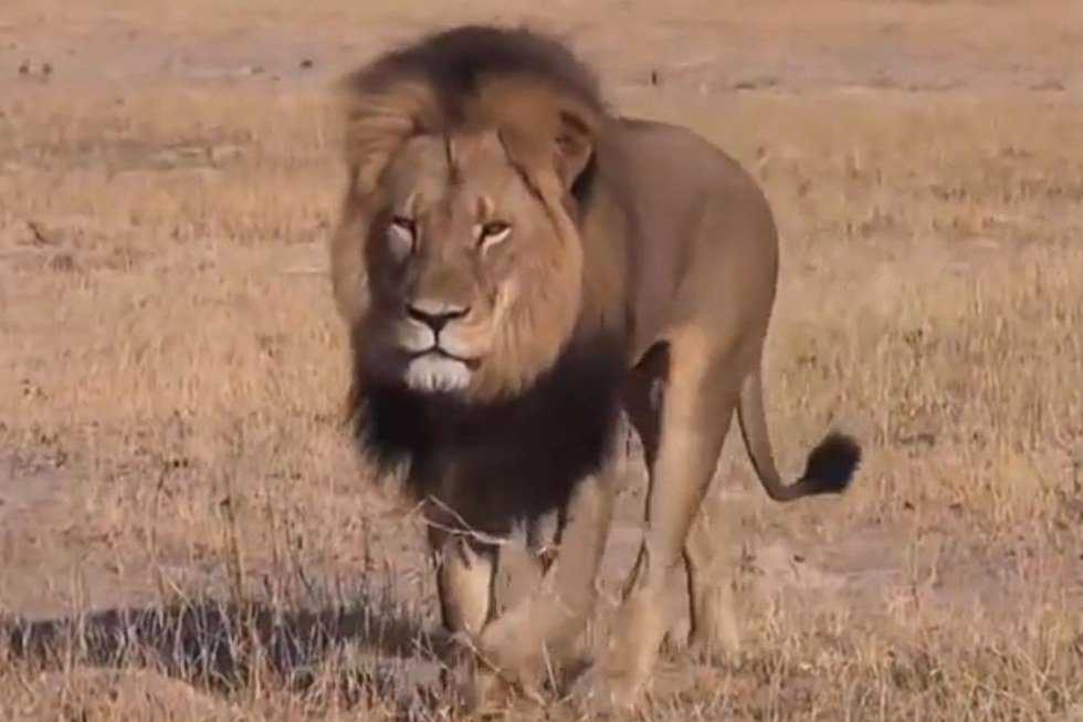 Why Cecil The Lion's Death Matters | The Odyssey Online
