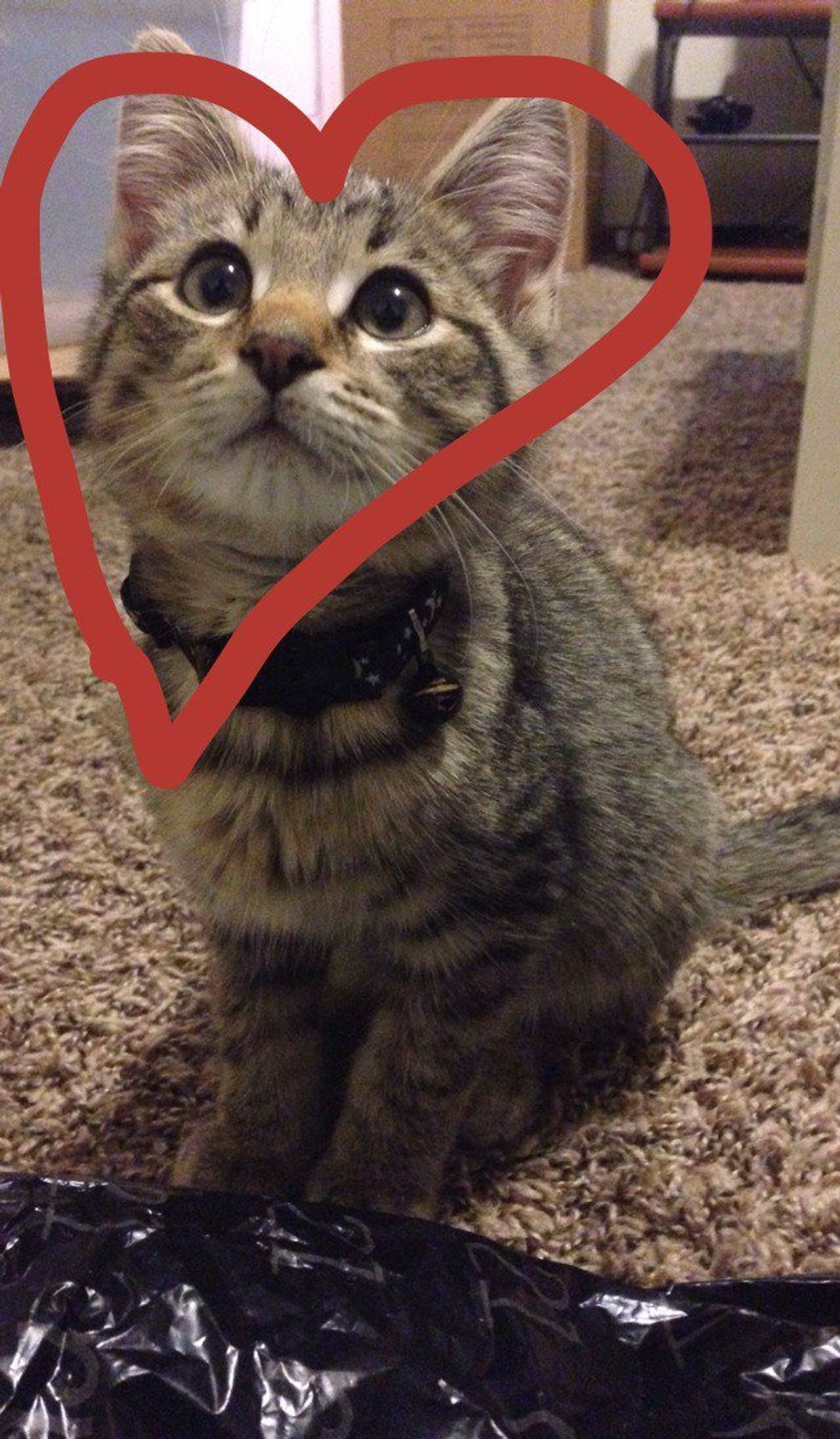 10 Reasons To Get A Cat | The Odyssey Online