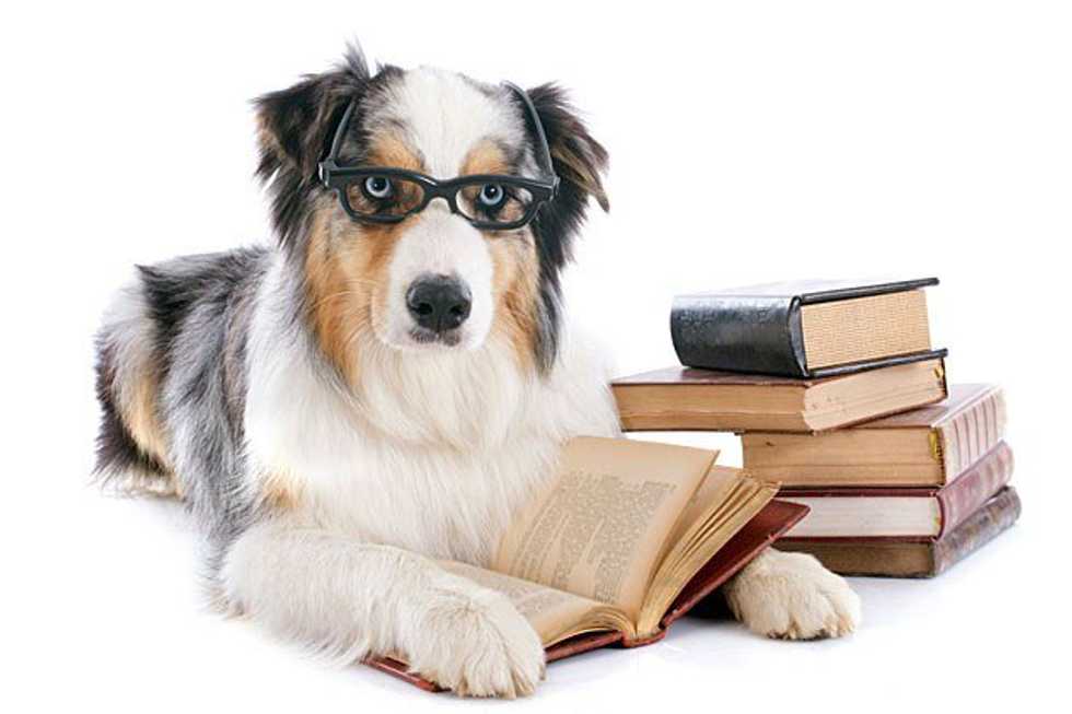 The Pros And Cons Of Having A Dog At School | The Odyssey Online