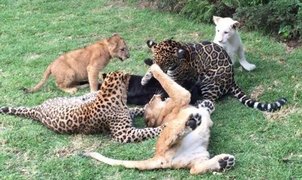 Black Jaguar White Tiger Foundation | The Odyssey Online