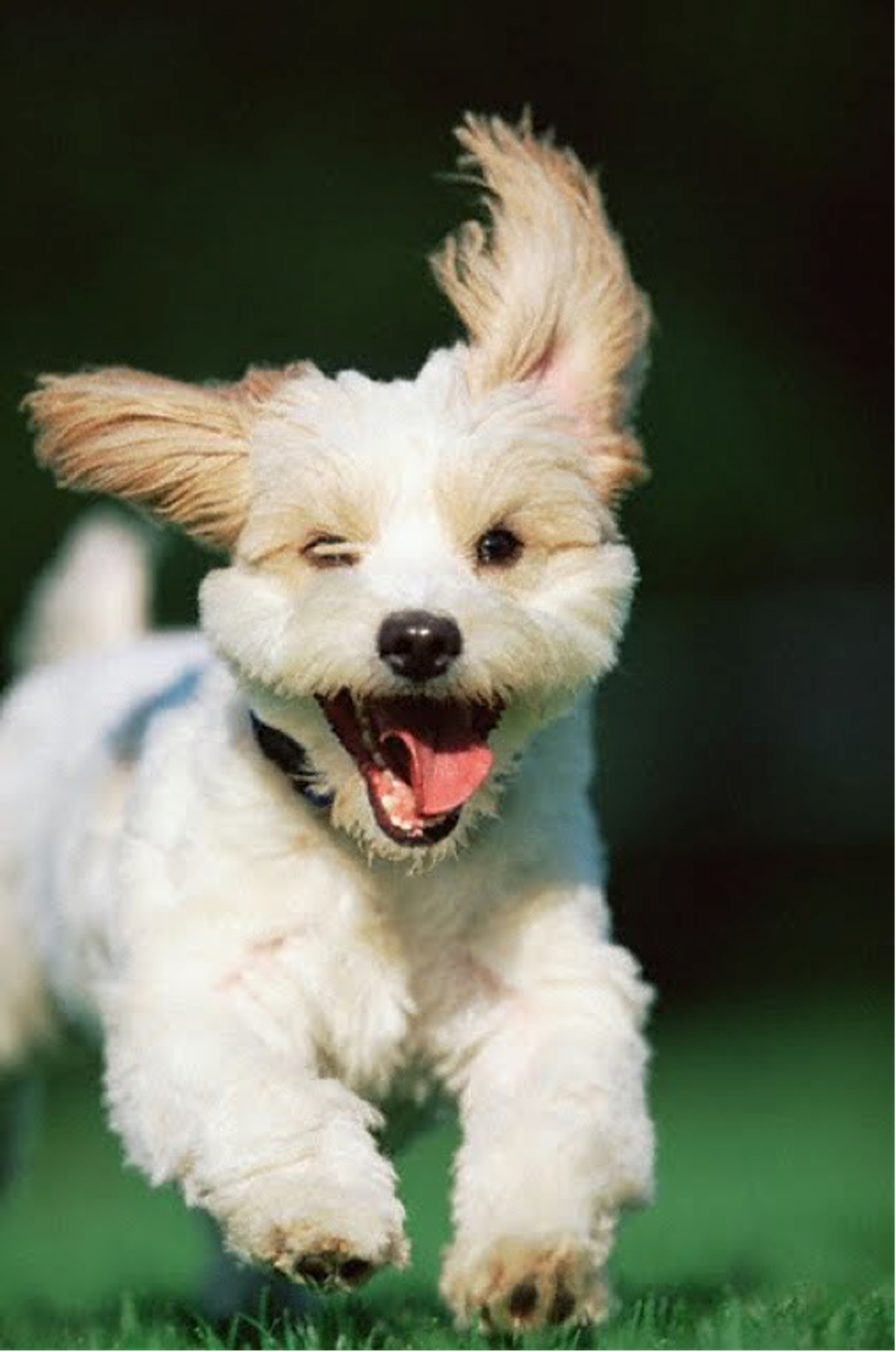 A Timeline of Fall Semester: As Told by Puppies | The Odyssey Online