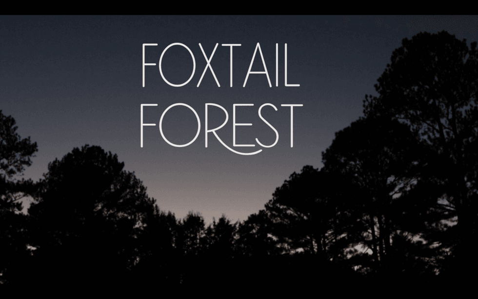 Foxtail Forest | The Odyssey Online