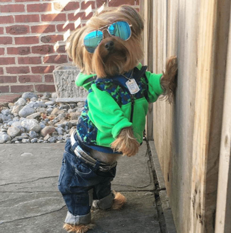 13 Pictures Of Dogs To Get You Through Finals Week | The Odyssey Online